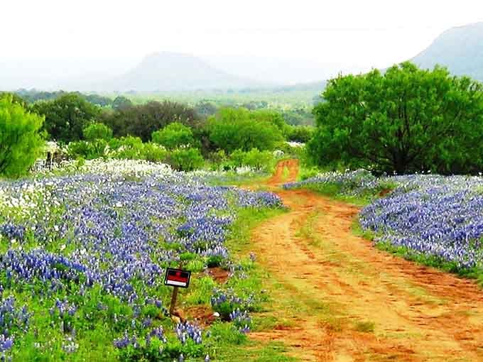A dirt path winds through fields of wildflowers toward distant hills, painting the landscape in nature's favorite colors.