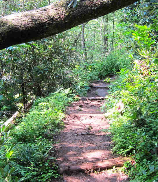 ancient forest north carolina ftr