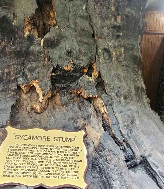 ancient stump displayed indiana ftr