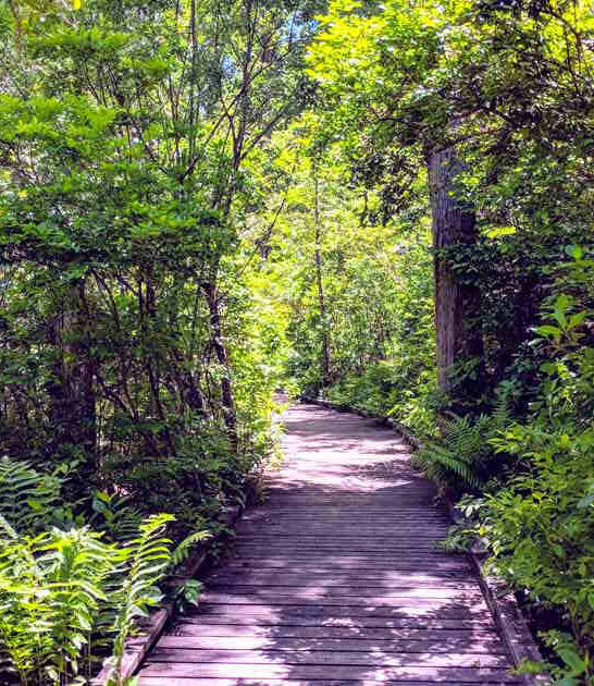 biggest connecticut forest ftr