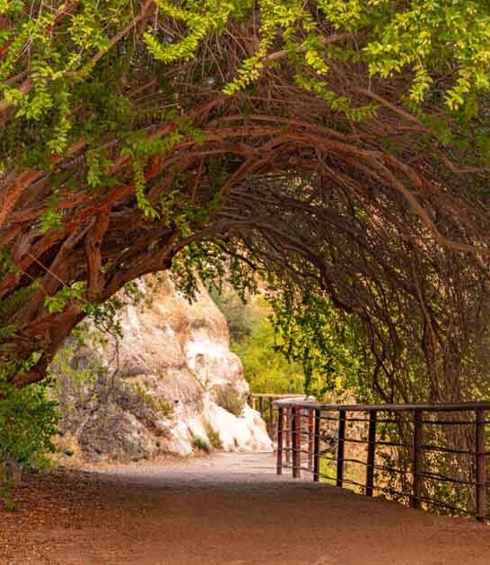 breathtaking arizona desert garden ftr