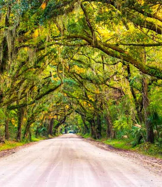 breathtaking south carolina roads ftr
