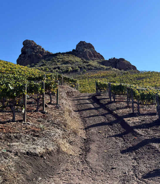 breathtaking vineyard hike california ftr