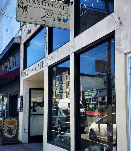 california little curiosity shop ftr