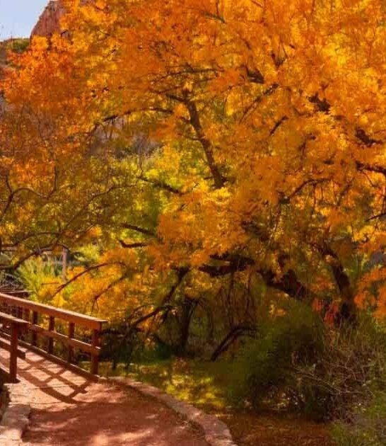 canyon arizona botanical garden ftr