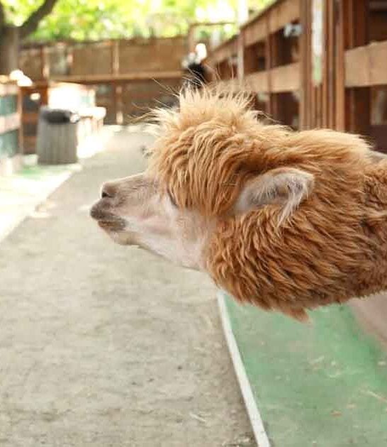 charming california alpaca farm ftr