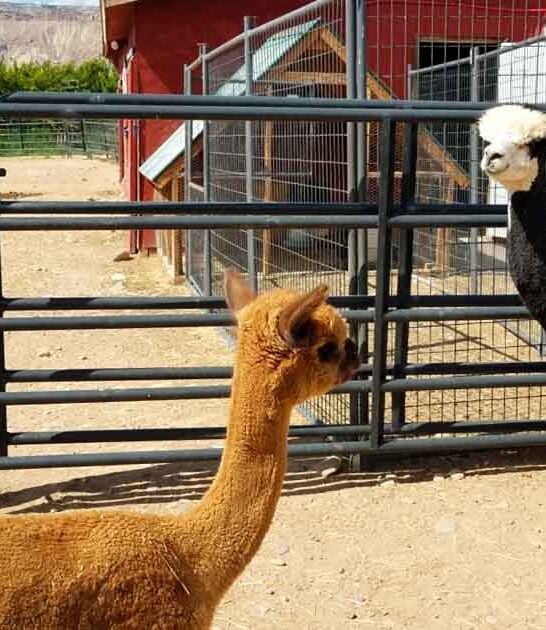 colorado enchanting alpaca tour ftr