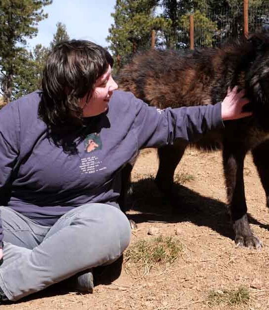 colorado extraordinary wolf ranch ftr