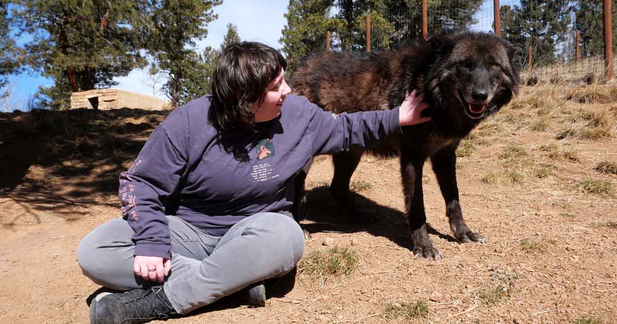 Everything About This Wolf Sanctuary In Colorado Is As Incredible As It ...
