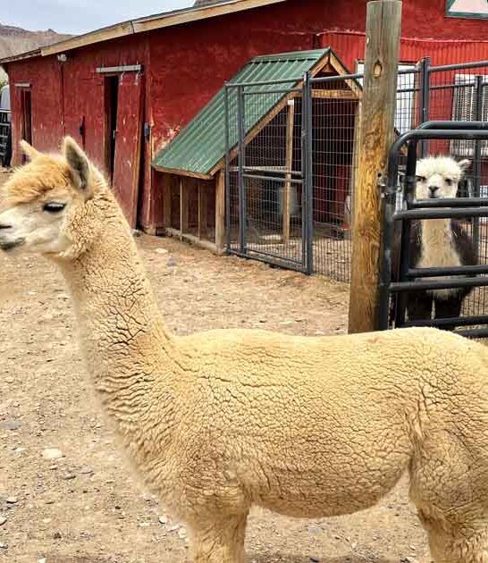 colorado magical tour alpacas ftr