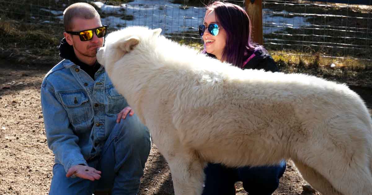 You Can Hang Out With Wolves At This One-Of-A-Kind Ranch In Colorado