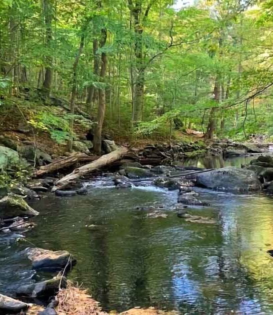You&rsquo;ll Forget You&rsquo;re In Connecticut At This Incredibly Lush Forest Park