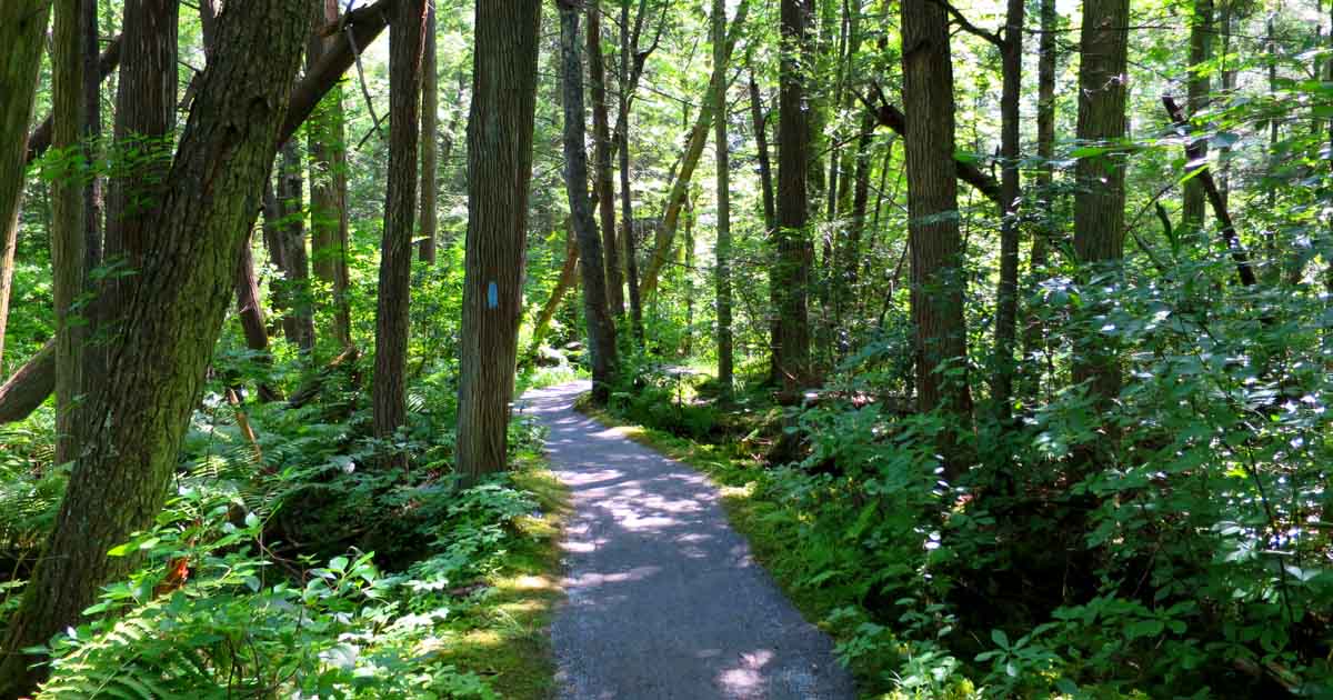 The Largest Forest In Connecticut Is A 27,000-Acre Paradise You Need To ...