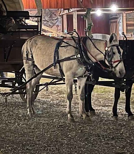 coolest west town kentucky ftr