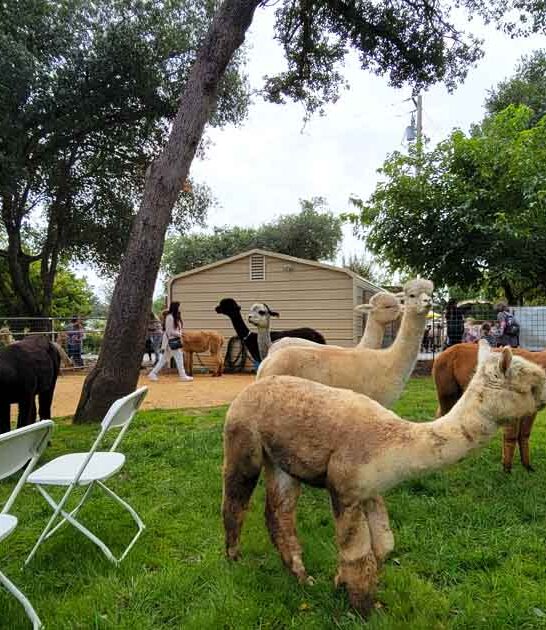 cozy california alpaca farm ftr