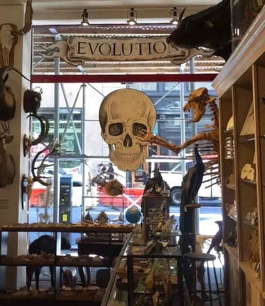 curiosity shop new york ftr