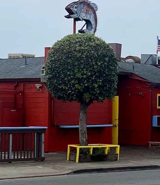 delightful california seafood shack ftr