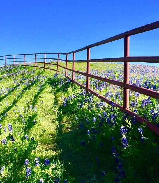 dreamy bluebonnet trail texas ftr