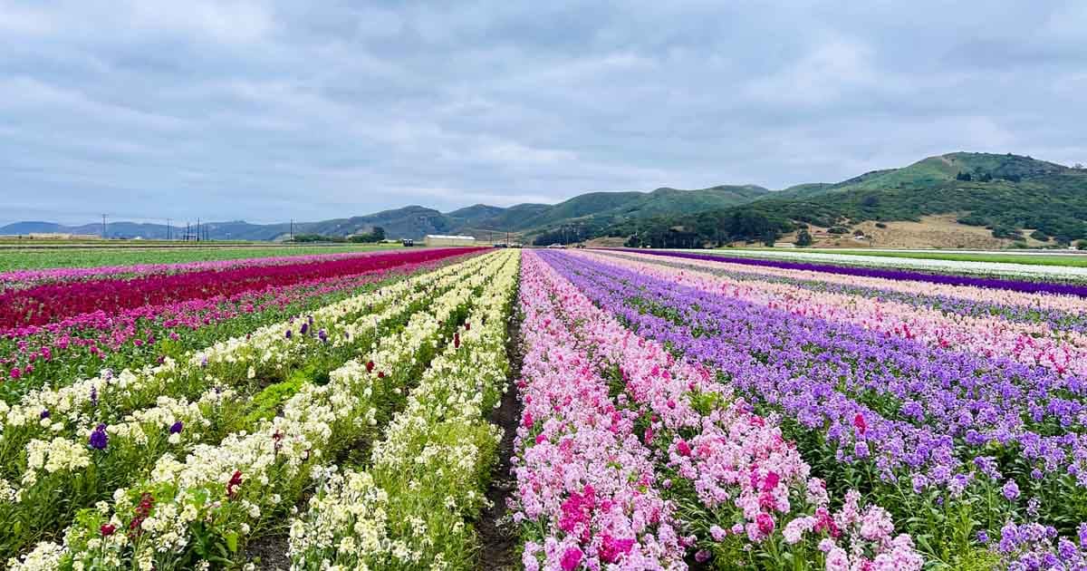 The Dreamy California Flower Field That Looks Straight Out Of A Monet ...