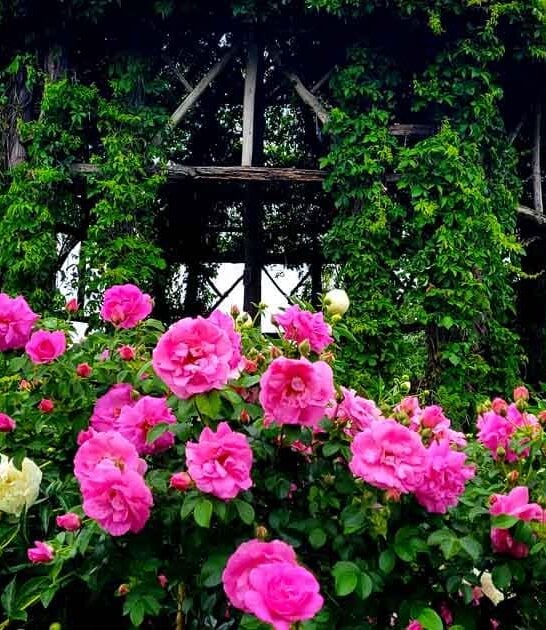dreamy connecticut botanical garden ftr