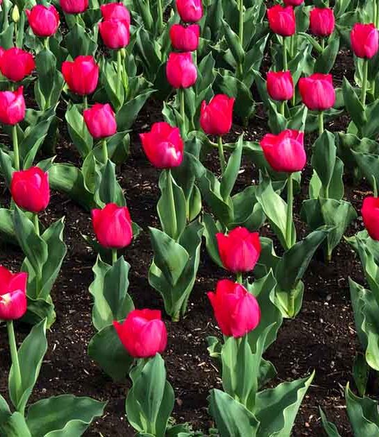 dreamy connecticut flower field ftr