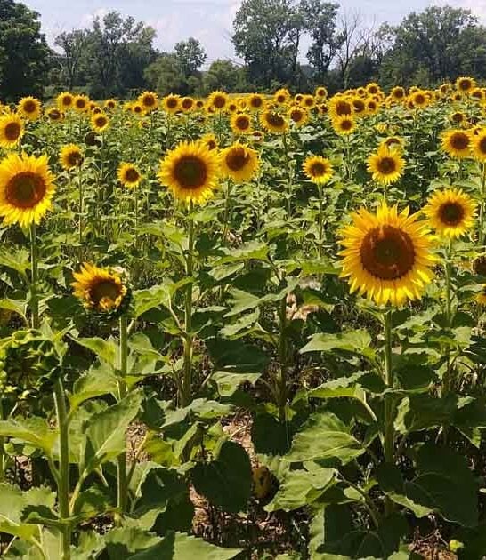 dreamy flower field illinois ftr