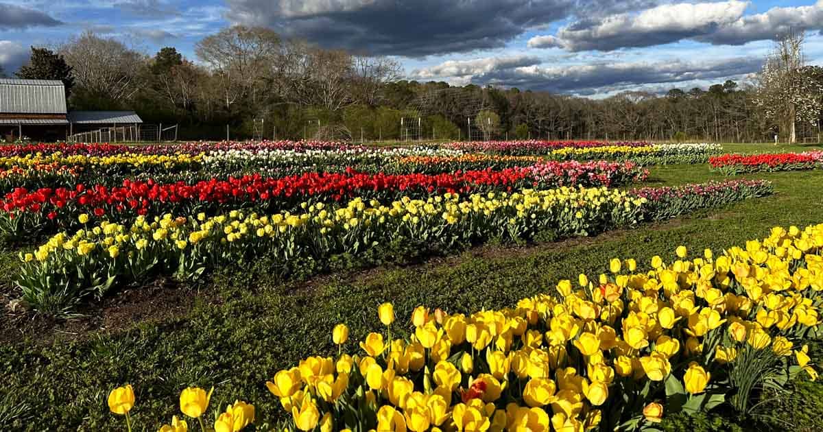 The Dreamy Georgia Flower Field That Looks Straight Out Of A Monet Painting