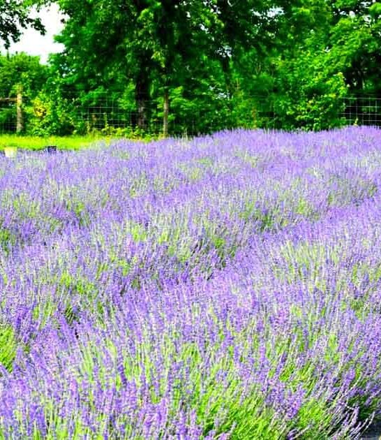 dreamy kentucky flower field ftr