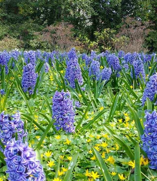 dreamy maryland flower field ftr