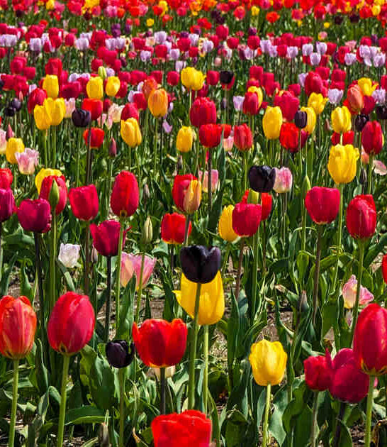 dreamy massachusetts flower field ftr