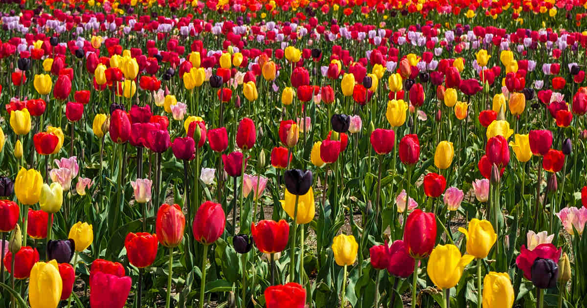 You'll Want To Visit This Dreamy Massachusetts Flower Field Before ...