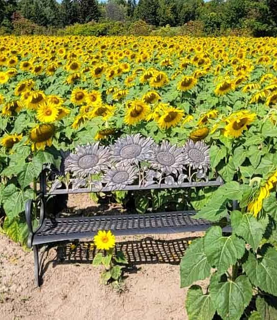 dreamy minnesota flower field ftr