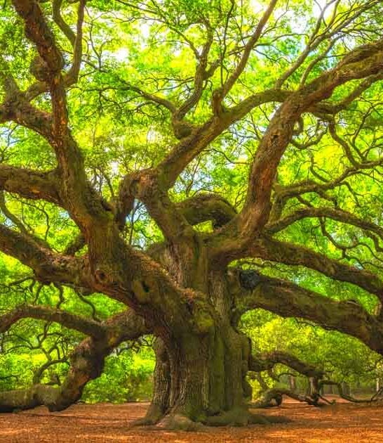 dreamy south carolina places ftr