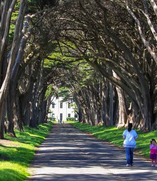 dreamy tree tunnel california ftr
