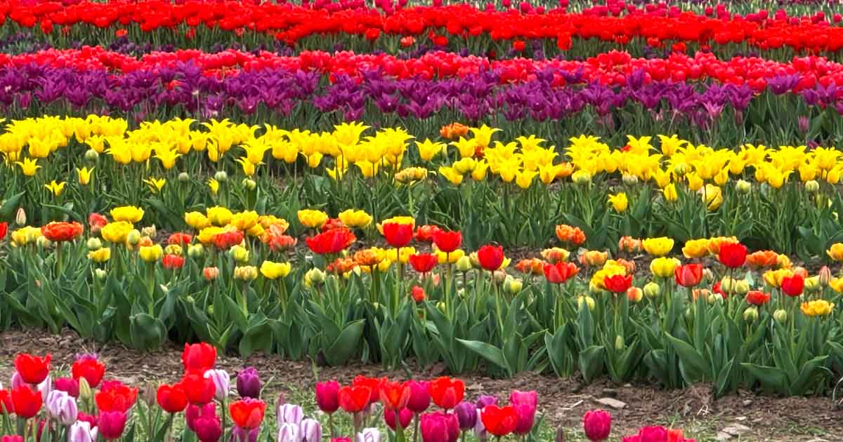 You'll Want To Visit This Dreamy Virginia Flower Field Before Everyone ...