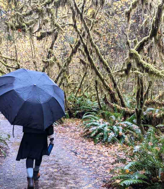 dreamy washington forest serene ftr