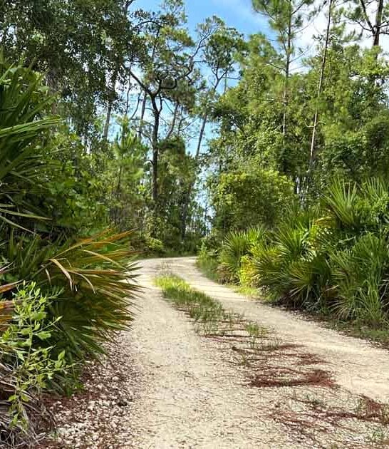 easy alabama trails amazing ftr