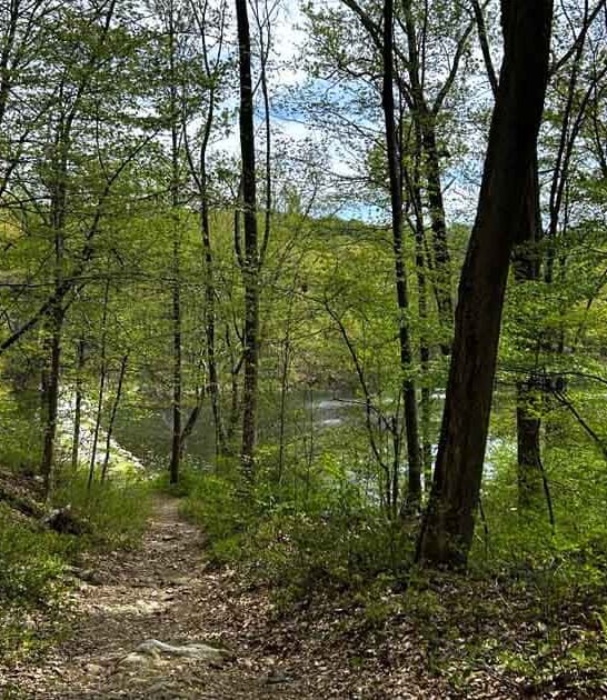 eerie new jersey forest ftr