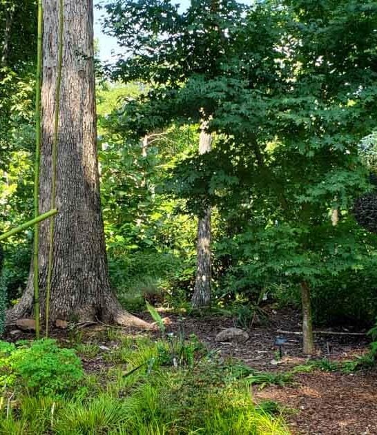 enchanting georgia botanical garden ftr