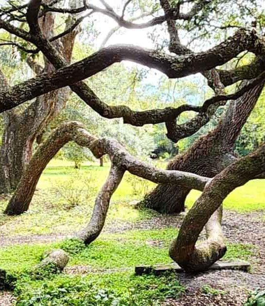 enchanting north carolina guidebook ftr