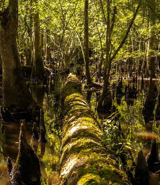 enchanting places south carolina ftr