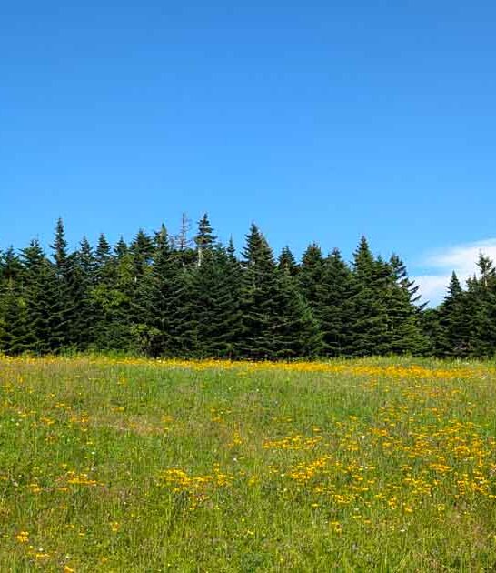 enchanting state park massachusetts ftr