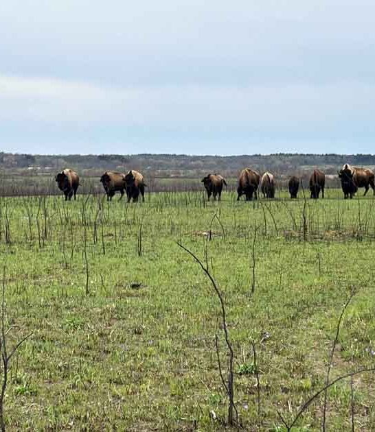 endless views park missouri ftr