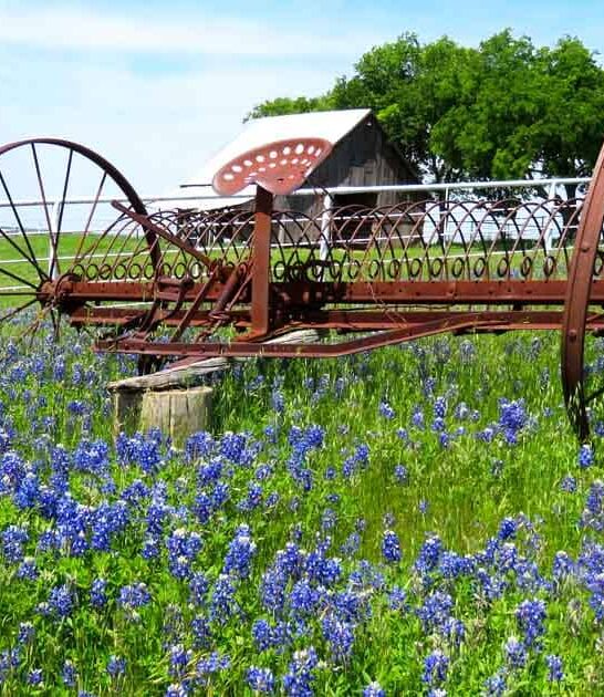 extraordinary bluebonnet trail texas ftr