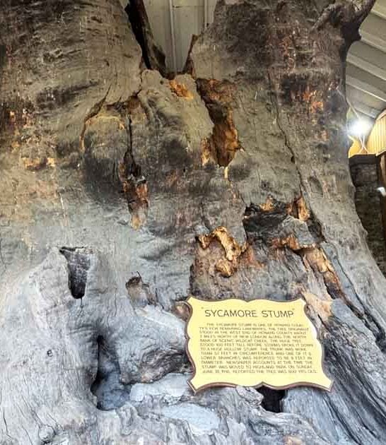 fascinating tree stump indiana ftr