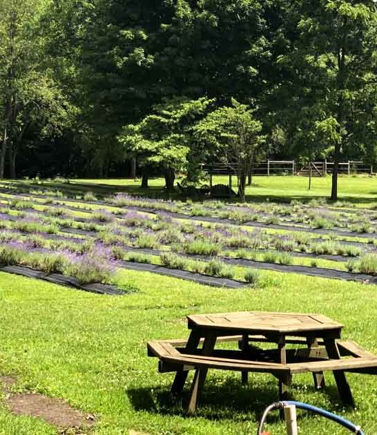 field flower indiana dreamy ftr