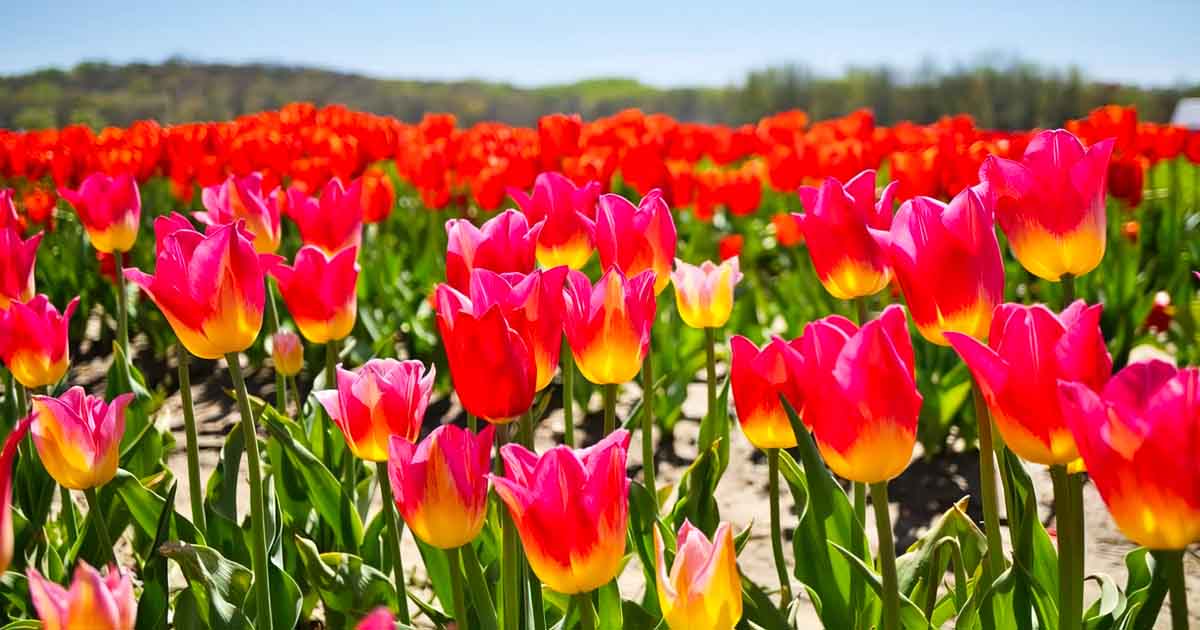 You'll Feel Like You're Walking Through A Monet Painting At This Dreamy ...