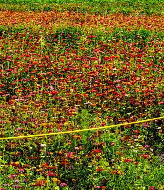 florida dreamy flower field ftr