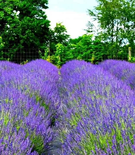 flower field gorgeous kentucky ftr