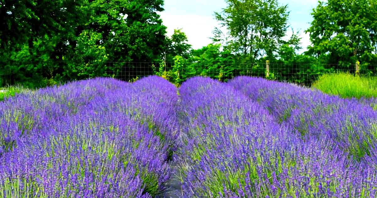 This Gorgeous Flower Field In Kentucky Is So Picturesque, You’ll Think ...